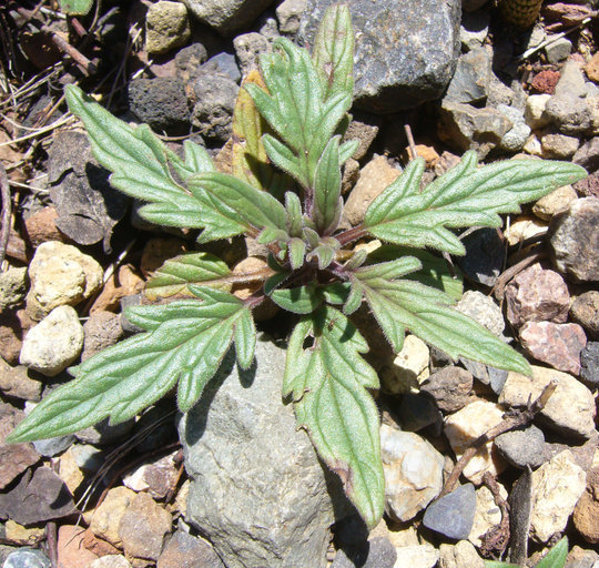 Purpus' Phacelia (Yosemite Native Plant List 1) · iNaturalist