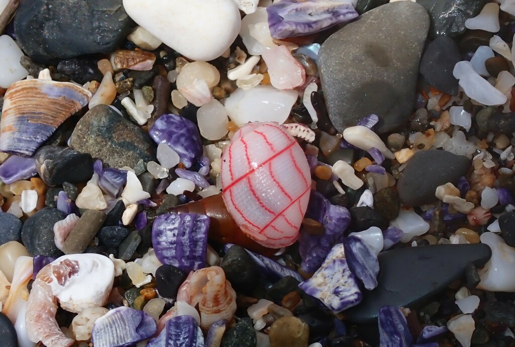Red-lined Bubble Snail from Woolgoolga NSW 2456, Australia on February ...