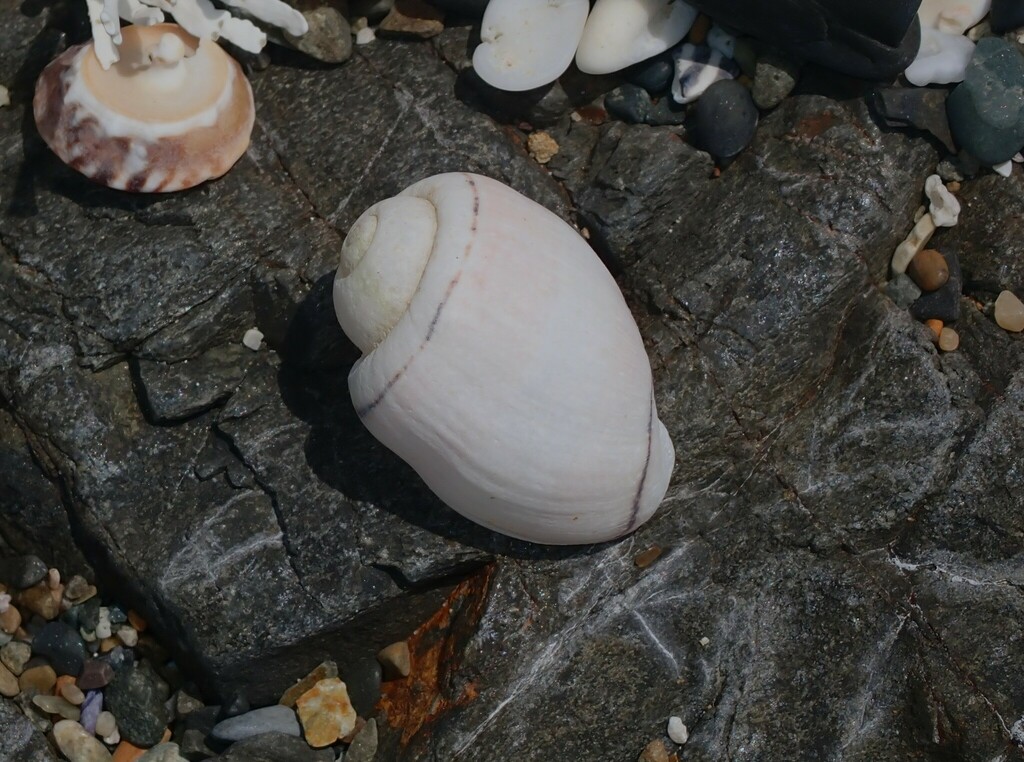 Pink Bubble Snail from Woolgoolga NSW 2456, Australia on February 4 ...