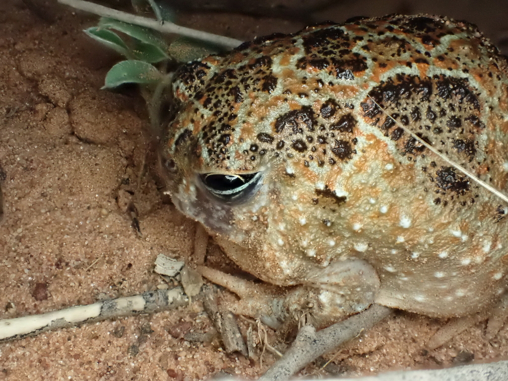 Desert Spadefoot Toad in February 2024 by Mark Hura · iNaturalist
