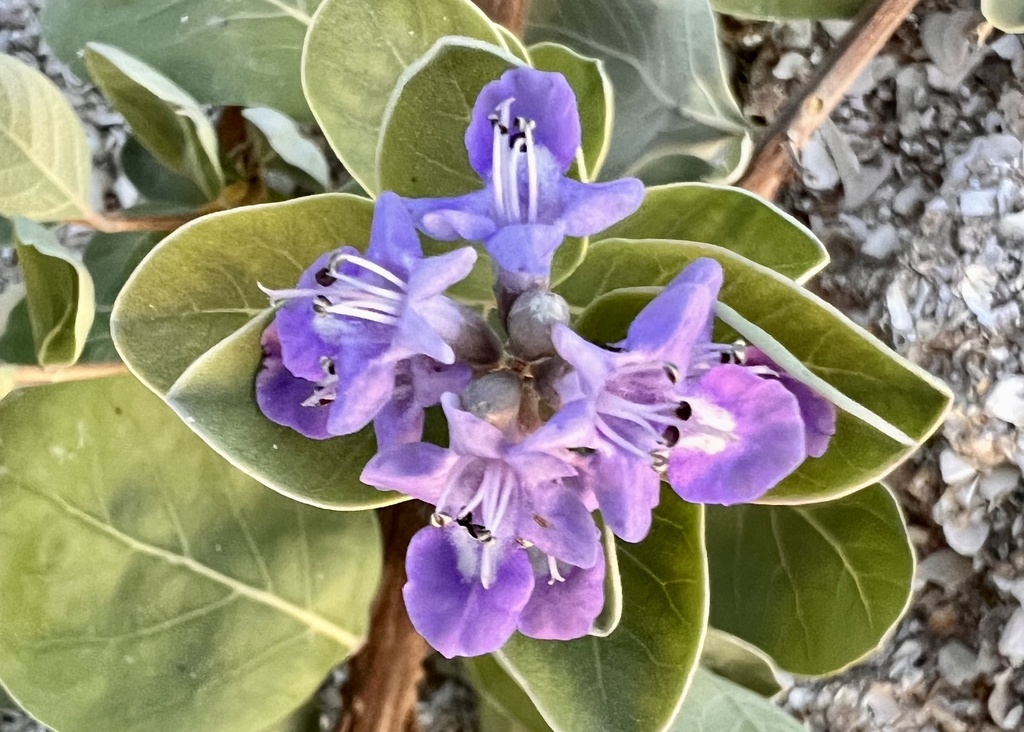 Beach Vitex from Esplanade, Karumba, QLD, AU on September 13, 2023 at ...