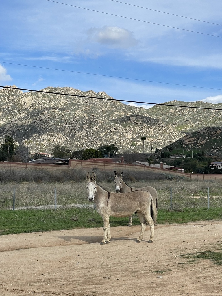 Donkey from Islander Park, 里弗赛德, CA, US on February 3, 2024 at 12:46 PM ...