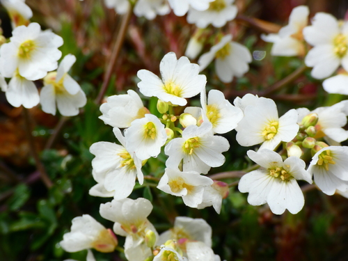 Cardamine glauca · iNaturalist