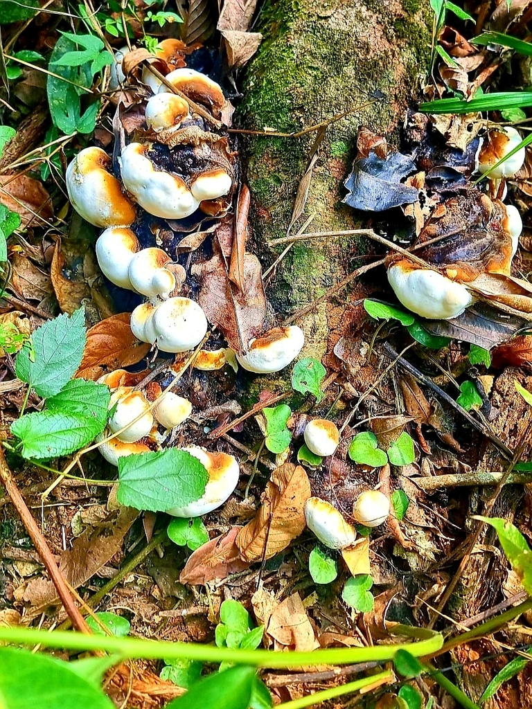 Crepidotaceae from Mu Si, Pak Chong District, Nakhon Ratchasima 30130 ...