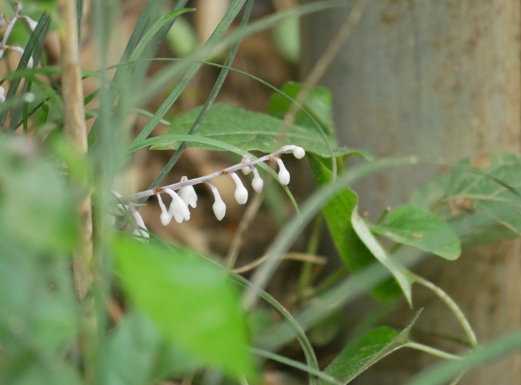 Dwarf Lily-turf from Yoyogikamizonocho, Shibuya City, Tokyo 151-0052 ...