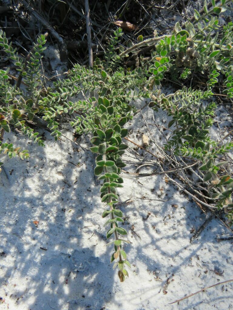 Nodding Pinweed in February 2024 by j_appleget · iNaturalist