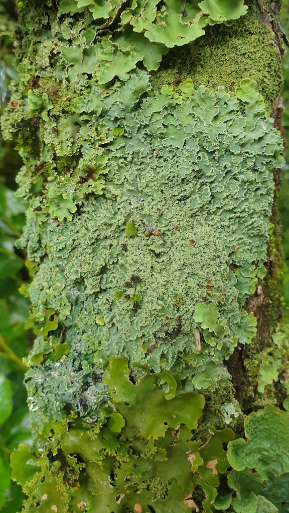 Specklebelly Lichens from Egmont National Park, Egmont, NZ-TK-NP, NZ-TK, NZ on January 6, 2024 ...