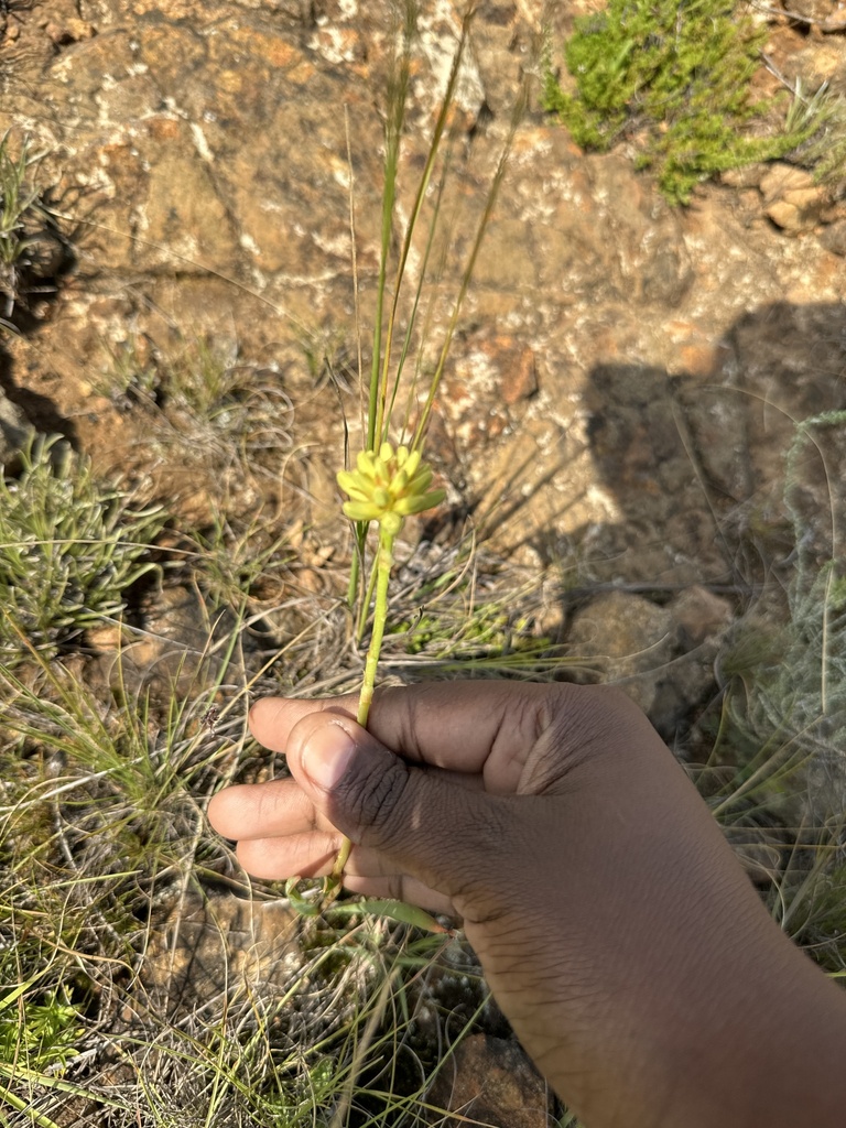 Aloe modesta from Verlorenvlei, Belfast, MP, ZA on February 4, 2024 at ...