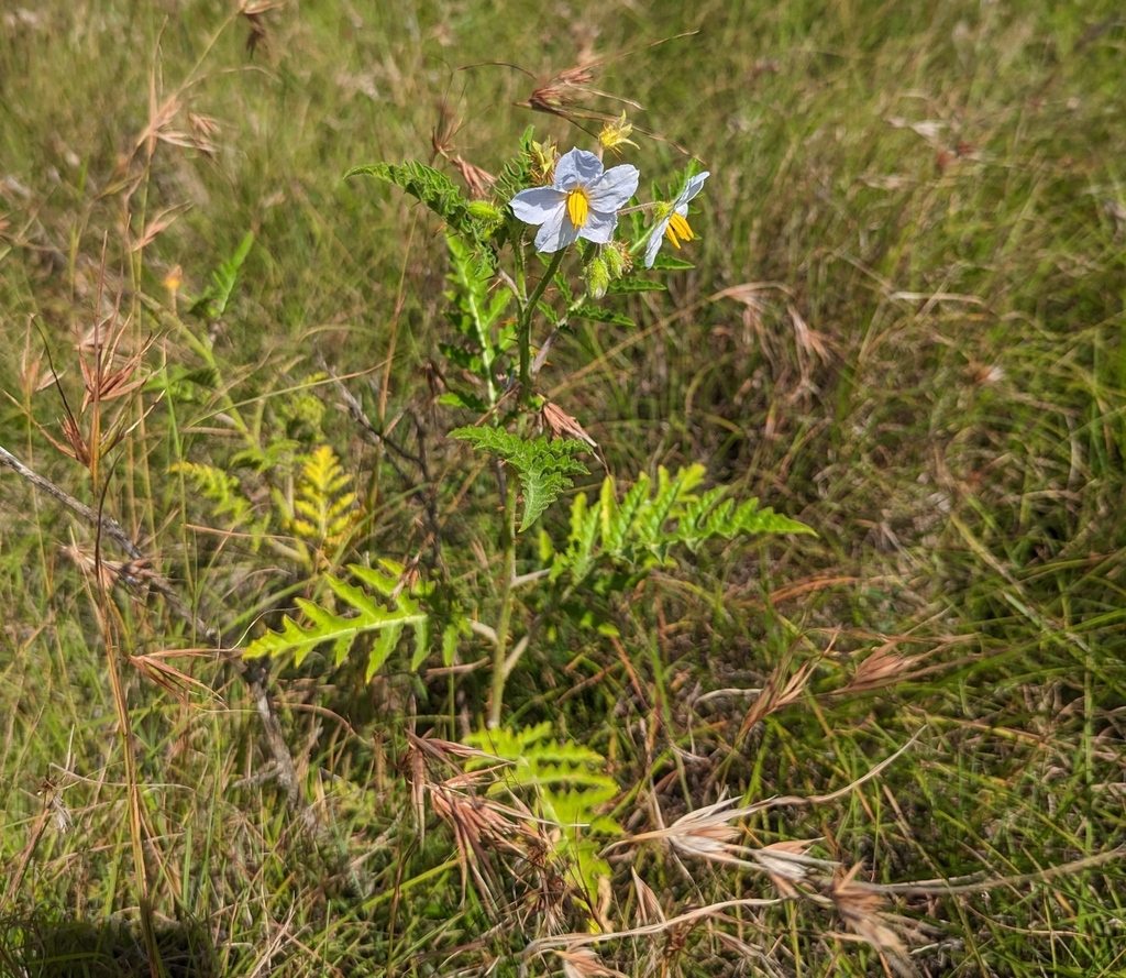 Red Buffalo-bur from Withcott QLD 4352, Australia on February 3, 2024 ...