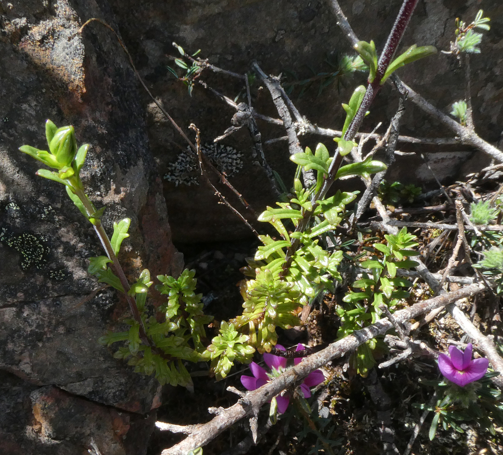 purple eyebright from Mt William, Grampians, Pomonal VIC 3381 ...