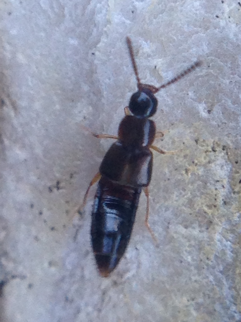 Aleocharinae from Hawera, New Zealand on January 7, 2024 at 07:44 PM by ...