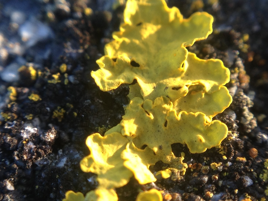 sunburst lichens and allies from Taranaki, New Zealand on January 7 ...