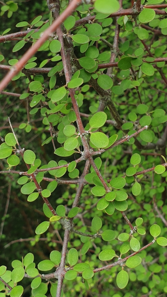 Coprosma rigida from Whanganui, New Zealand on January 8, 2024 at 03:54 ...