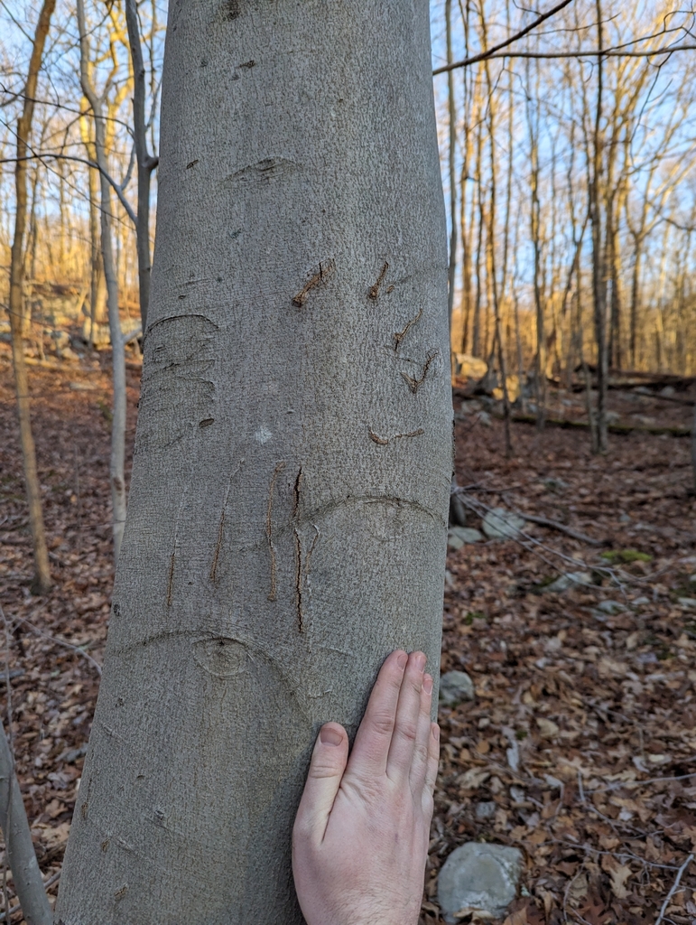 Eastern Black Bear in February 2024 by Eric Bartkowski. Claw marks on ...