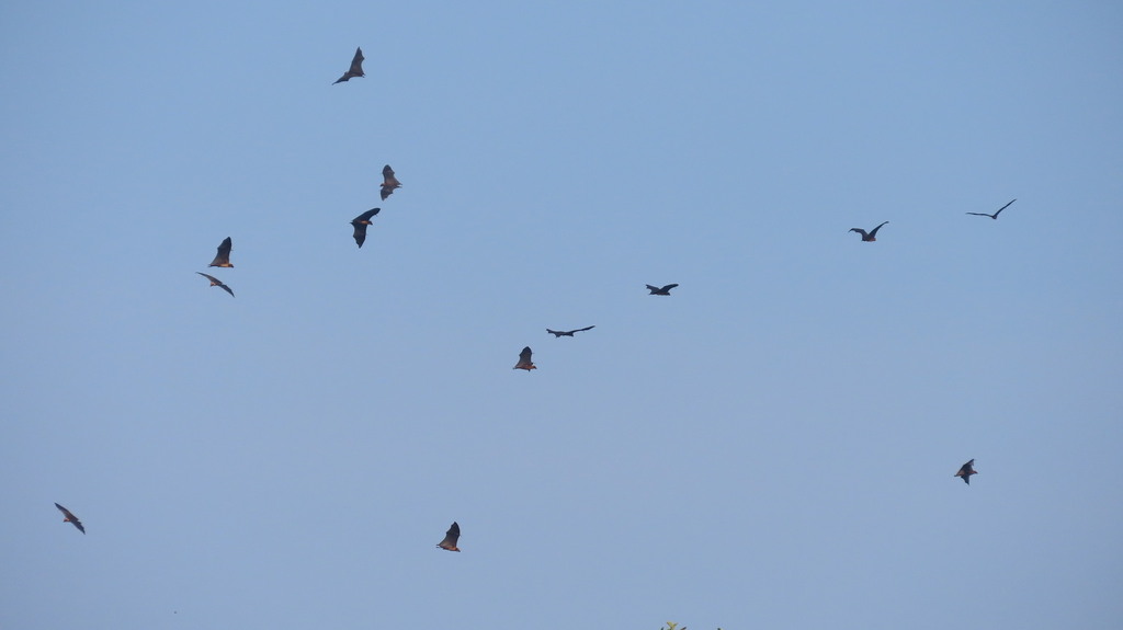 Indian Flying-fox from Chirayinkeezhu, Kerala, India on 13 January ...