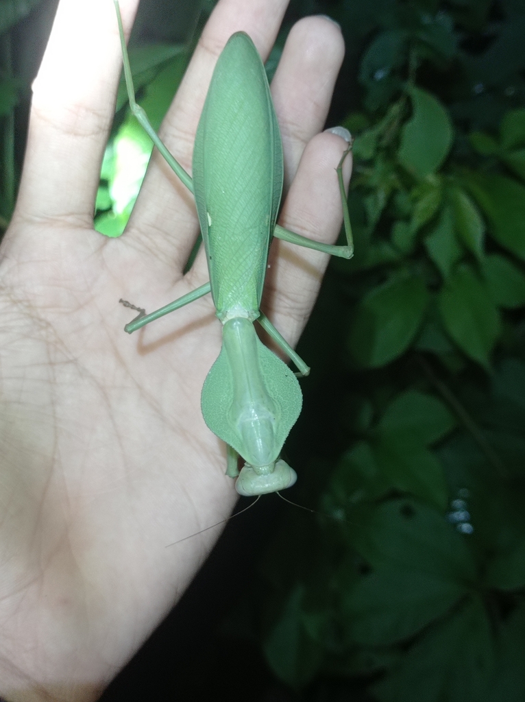 Timor Giant Shield Mantis from Oemasi, Kec. Nekamese, Kabupaten Kupang ...