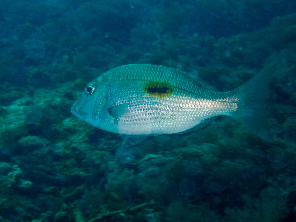 Thumbprint Emperor from Wasini, Kenya on February 4, 2024 at 10:18 AM ...