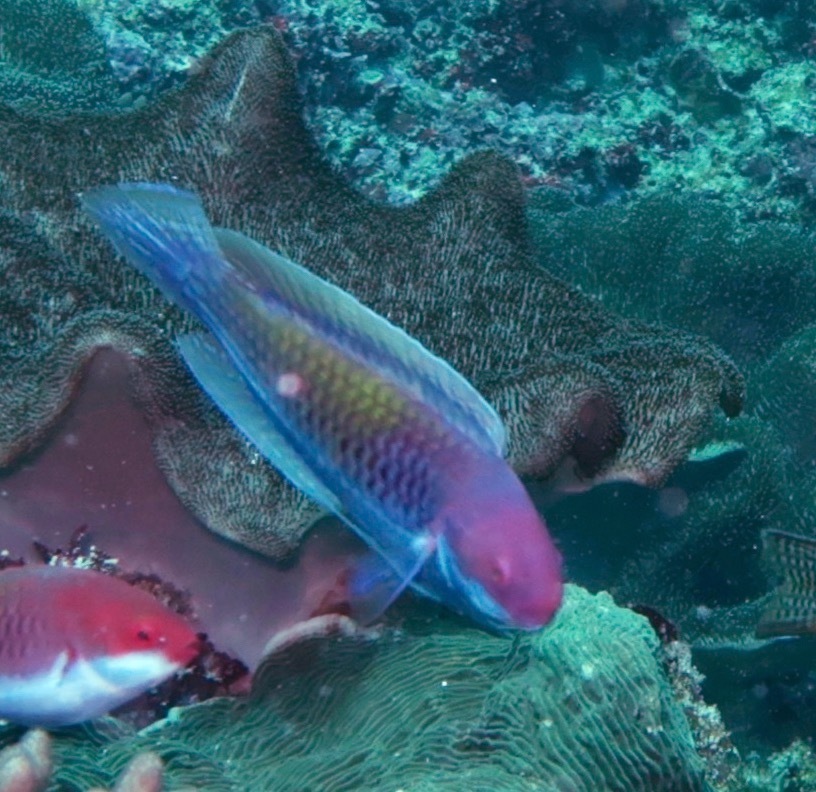 Ruby-headed Fairy Wrasse from Manta Point, Bali, Indonesia on August 21 ...