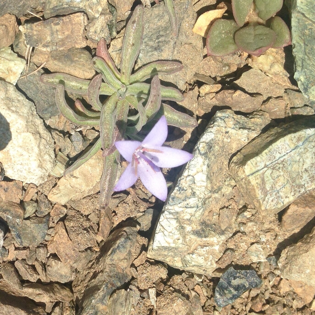 dwarf lewisia from Shasta-Trinity National Forest, Weed, CA, US on July ...
