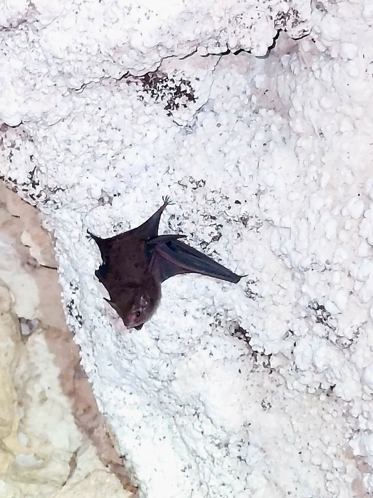 Lesser Dog-like Bat from Solidaridad, Quintana Roo, México by Andrea B ...