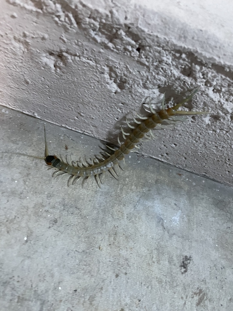 Scolopendra aztecorum from Otay Mesa Rd, San Diego, CA, US on February ...