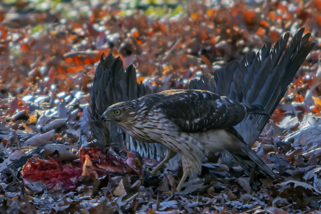 Cooper's Hawk from Winkler Botanical Preserve, Alexandria VA, USA on ...