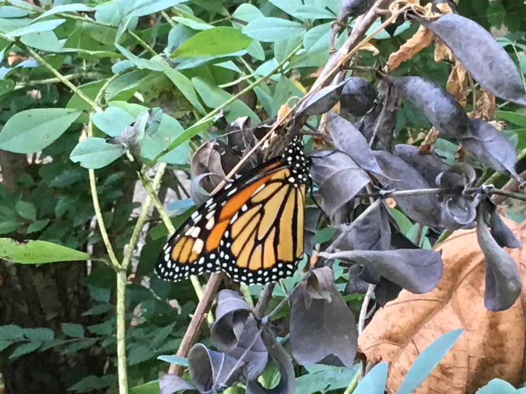Monarch in September 2019 by pmartin526 · iNaturalist