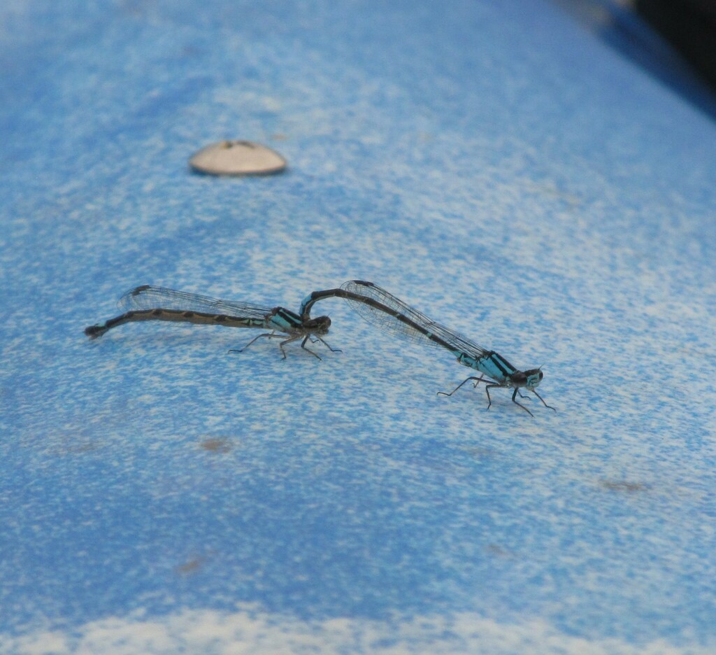 Skimming Bluet from Colchester Pond, Colchester, VT 05446, USA on July ...