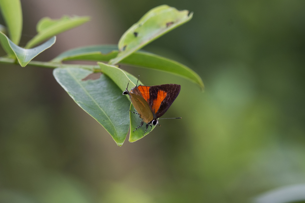 Malay Red Flash from Pulau Ubin, Singapore on February 4, 2024 at 03:28 ...