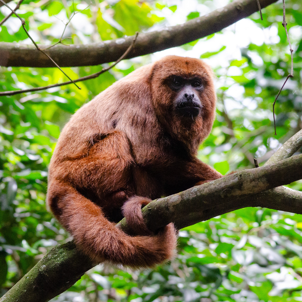Brown Howler Monkey (Alouatta guariba) - Know Your Mammals
