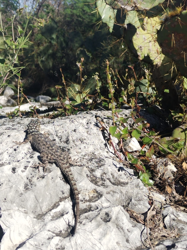 Blue Spiny Lizard from 67210 N.L., México on December 10, 2023 at 12:40 ...