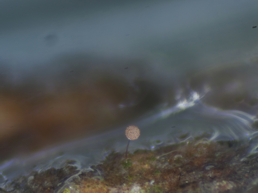 Macbrideola decapillata from Brooklyn, NY, USA on January 27, 2024 at 04:03 PM by Elan Trybuch ...