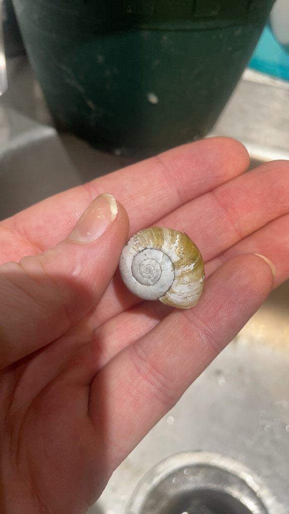 Robust Lancetooth Snail in January 2024 by Mildred Vedder · iNaturalist