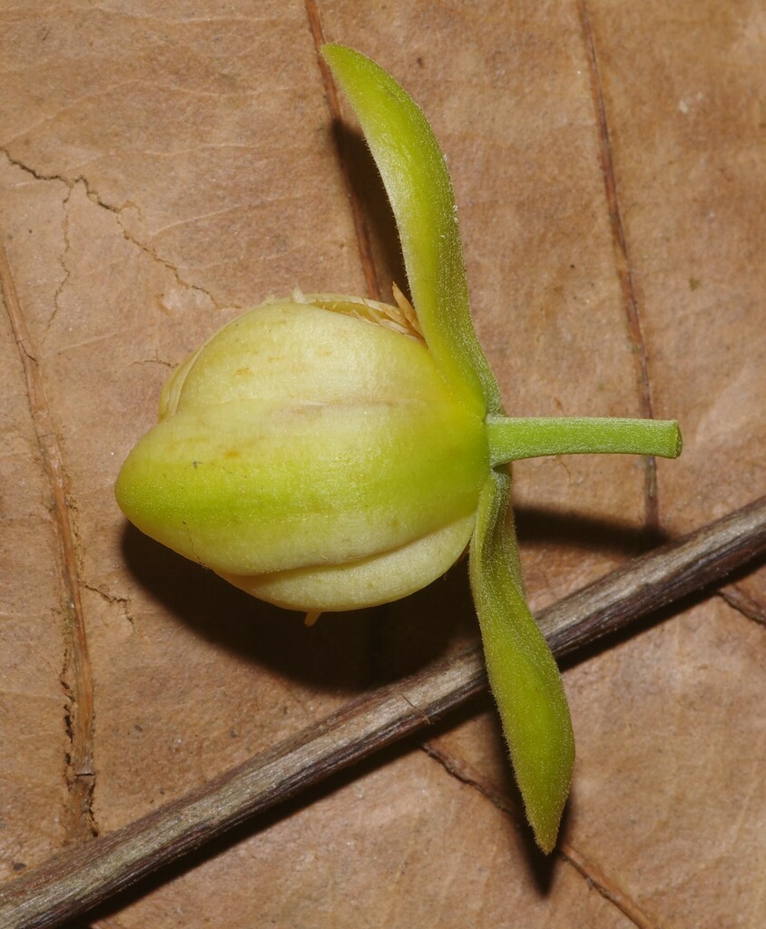 (Mitostemma brevifilis) - Botanical Realm