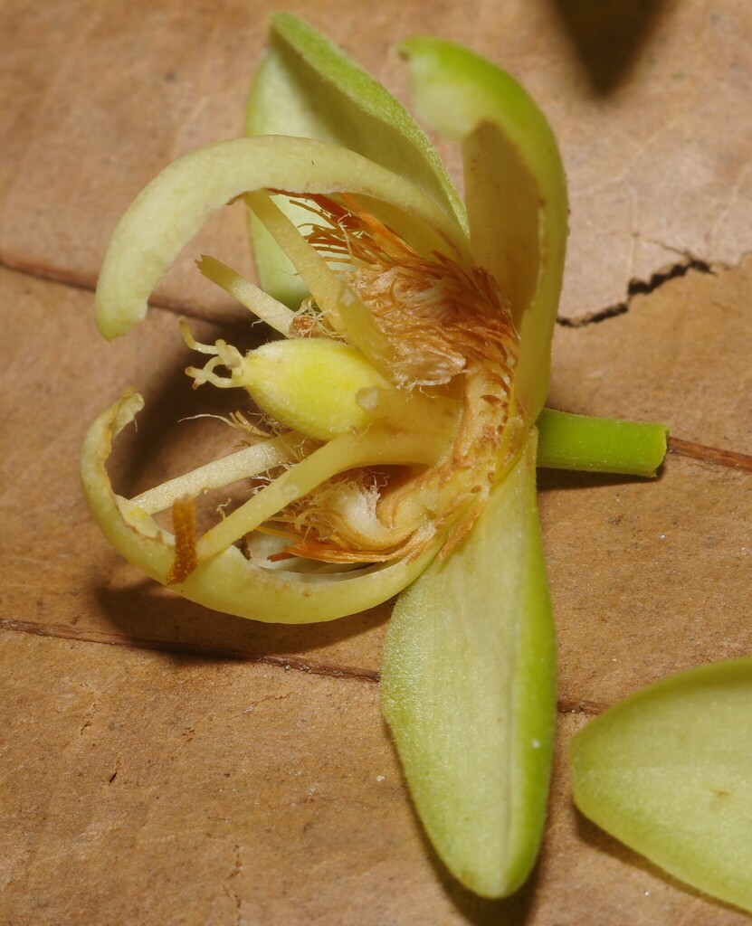 (Mitostemma brevifilis) - Botanical Realm