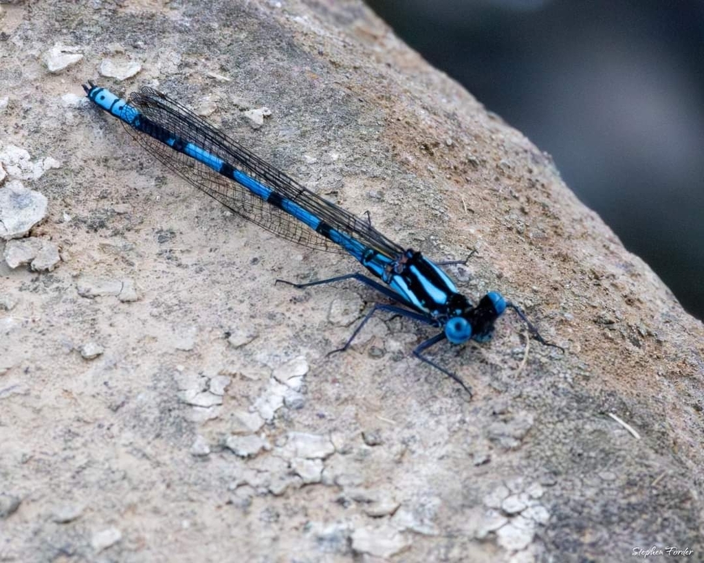 Blue Riverjack from Bathurst, South Africa on January 20, 2024 by ...