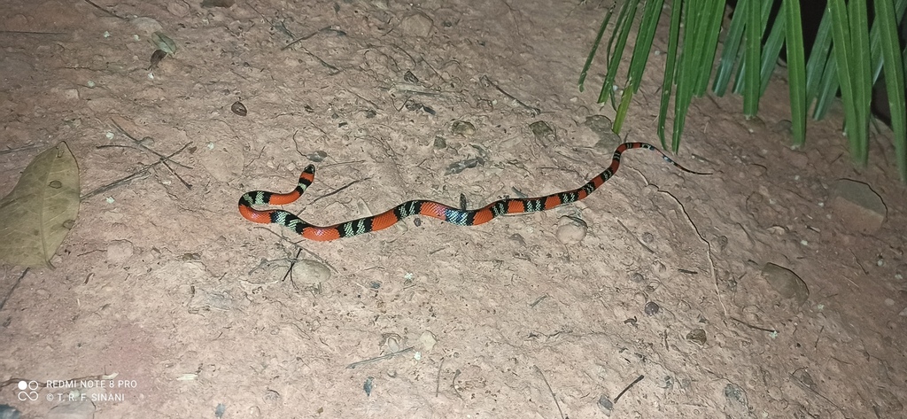 Brazilian False Coral Snake from Aquidauana - MS, Brasil on September ...