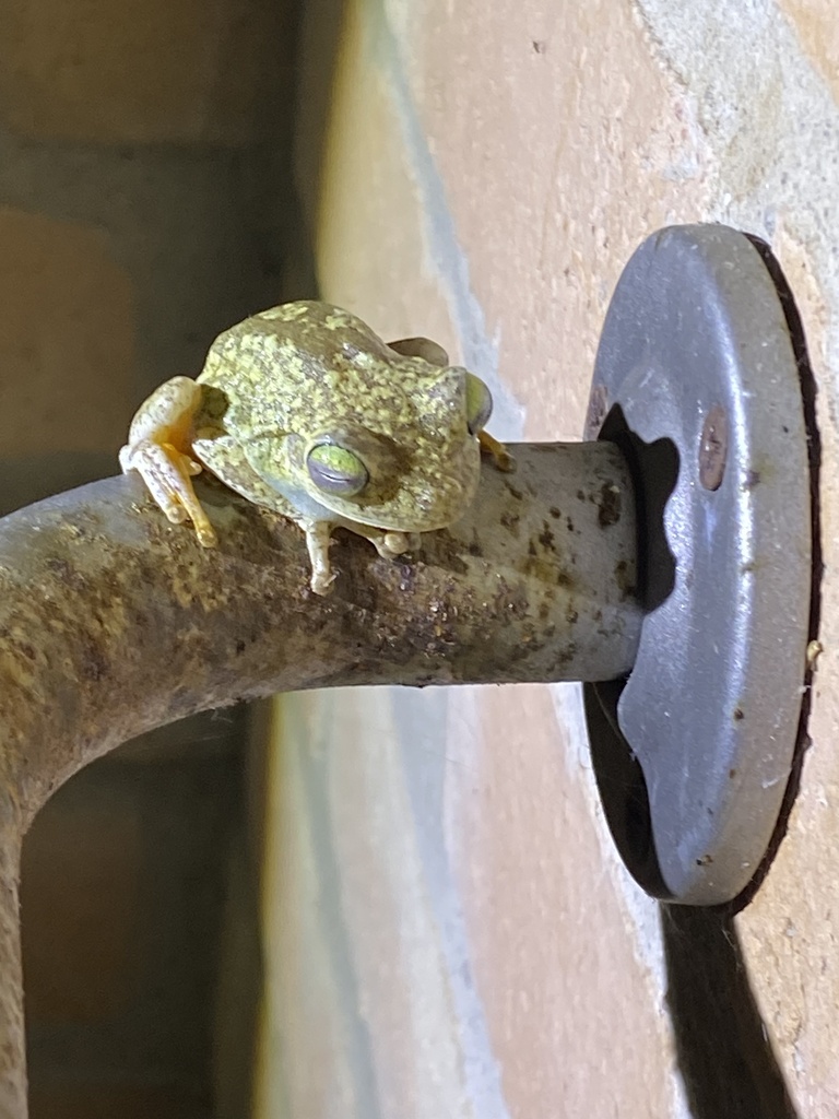 Drylands Tree Frog from Potaro-Siparuni, GY on January 16, 2024 at 07: ...
