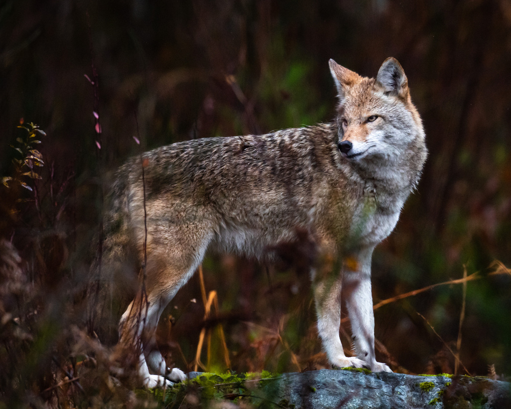 Coyote from Squamish, BC, Canada on November 22, 2020 at 12:12 PM by ...