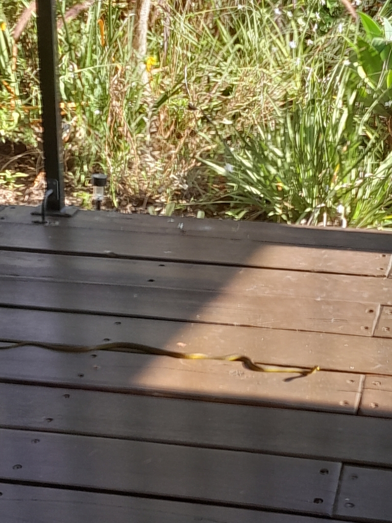 Common Tree Snake from Noosaville QLD 4566, Australia on February 3 ...