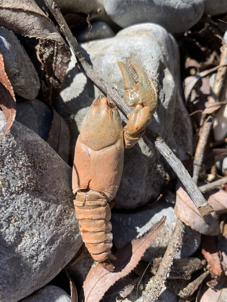 Eastern Crayfish from Port Hope, ON, CA on February 4, 2024 at 01:34 PM ...
