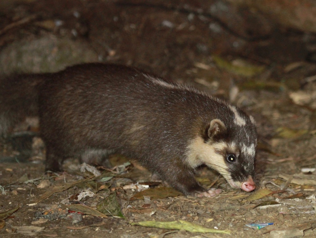 Javan Ferret Badger (Melogale orientalis) - Know Your Mammals