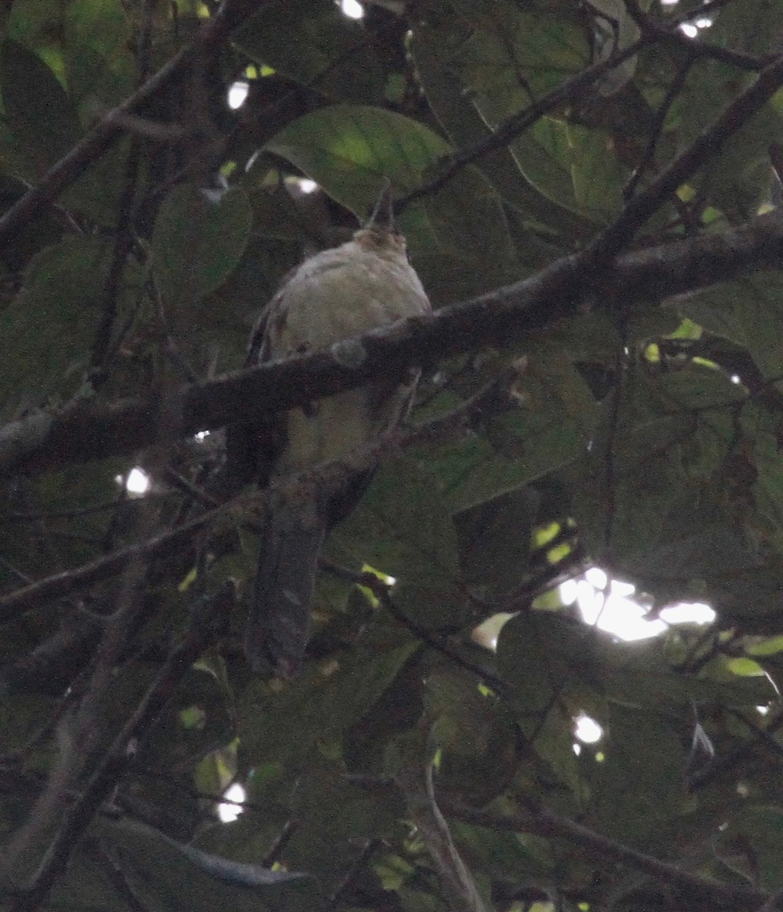 Spotted Crocias in August 2017 by Gaell Mainguy · iNaturalist