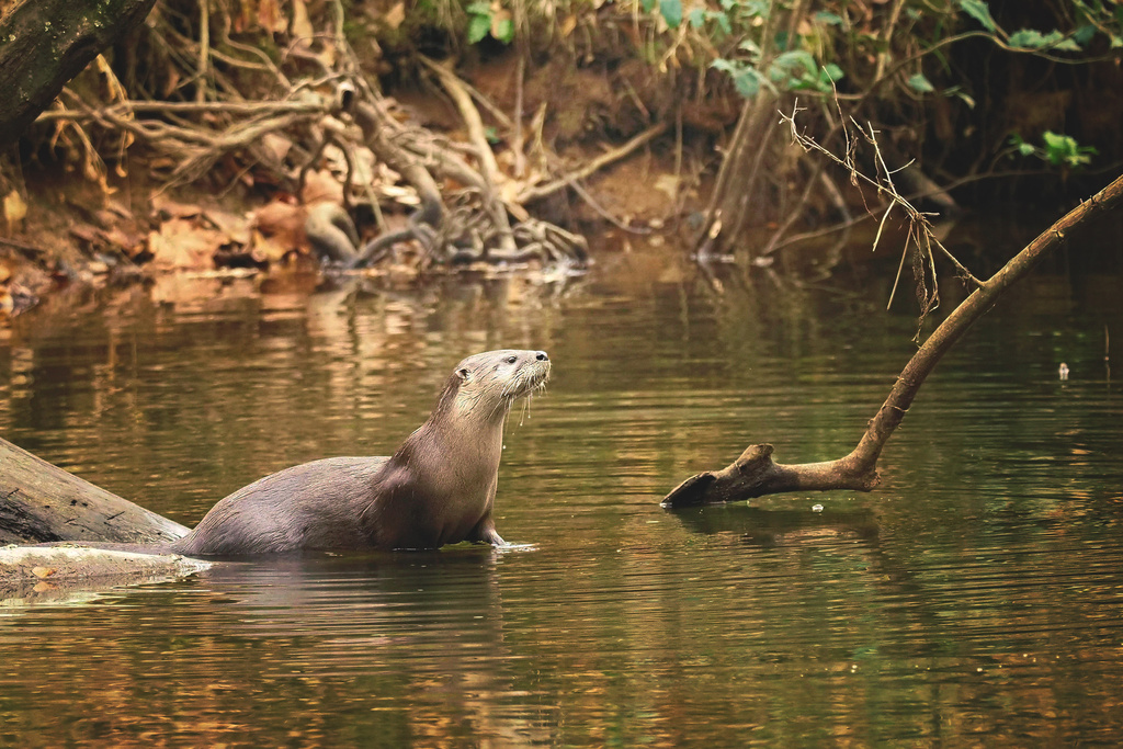 North American River Otter from Laurens, SC, US on December 9, 2023 at ...