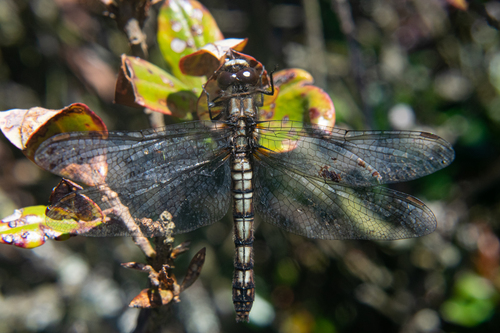 Sympetrum paramo · iNaturalist Mexico