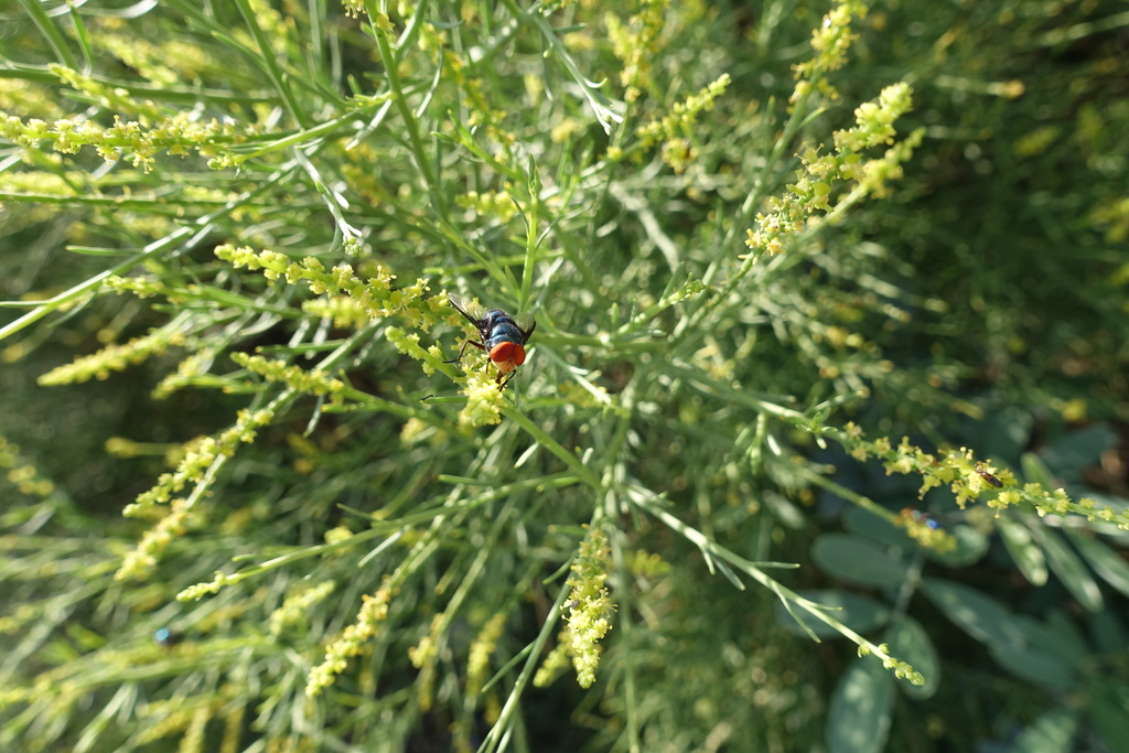 Ochradenus aucheri (Plants of the Hajar) · iNaturalist