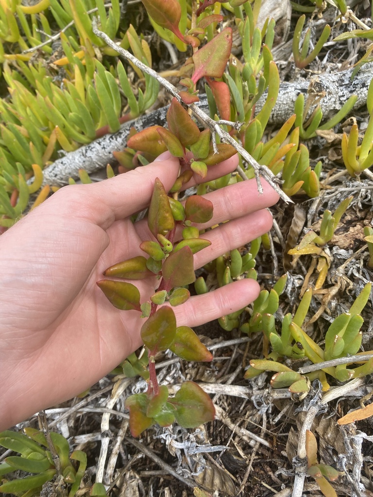 Beach Spinach from Karitane Beach, Waikouaiti, Otago, NZ on February 3 ...