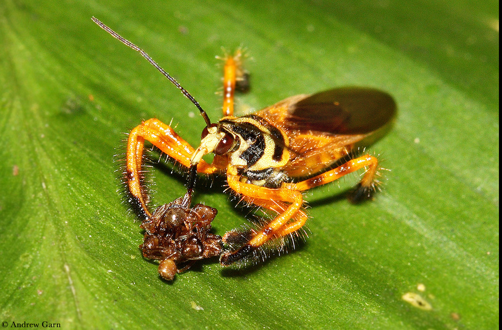 Agriocoris flavipes from Putumayo, Peru on June 04, 2008 at 04:26 PM by ...