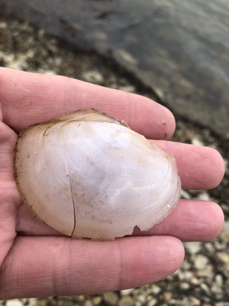 flat floater from Rocky Creek Park, Crowley, TX, US on February 4, 2024 ...