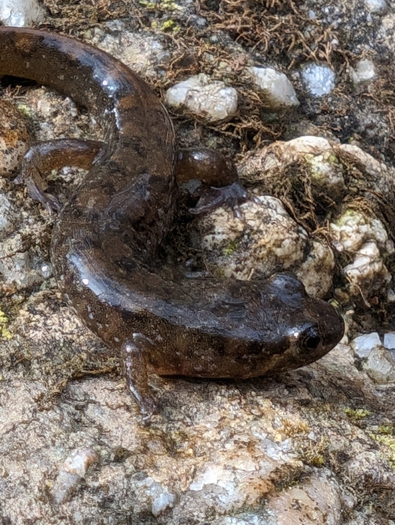 Seal Salamander in February 2024 by Billy Gottenstrater · iNaturalist
